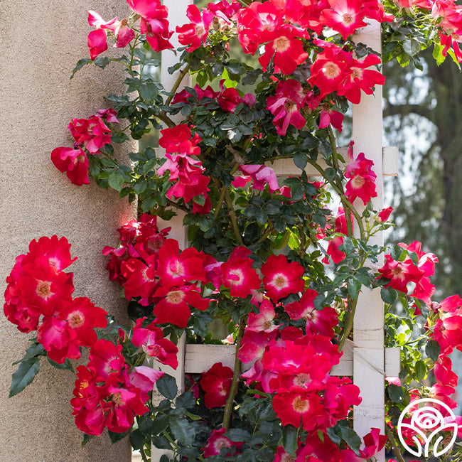 DortmundClimbing Rose | Red Rose Plant – Heirloom Roses