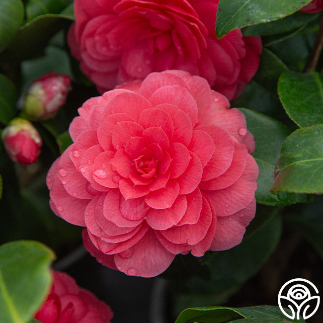 Early Wonder® – Heirloom Roses