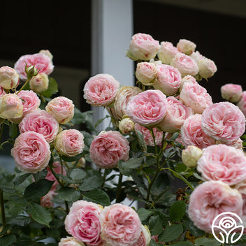 Scentuous Grandiflora Shrub Rose | Heirloom