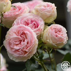 Pascali Rose - Hybrid Tea - Lightly Fragrant – Heirloom Roses