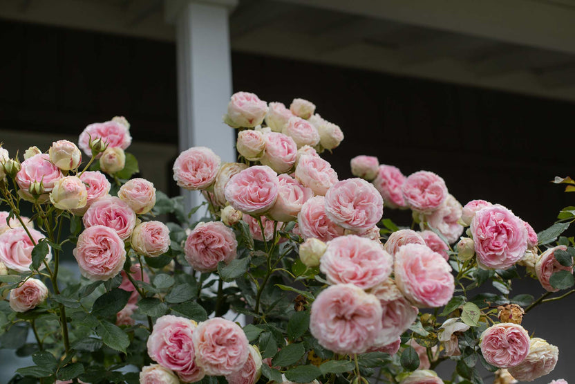 Shade-Tolerant Roses – Heirloom Roses