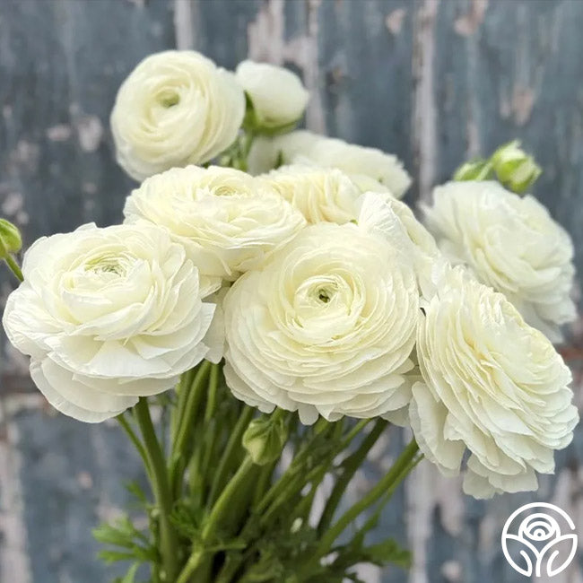 Elegance Bianco 200b | Ranunculus For Fall Planting – Heirloom Roses
