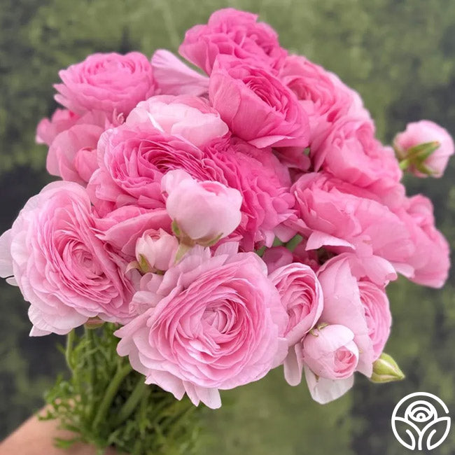 Elegance Rosa Chiaro | Ranunculus For Fall Planting – Heirloom Roses