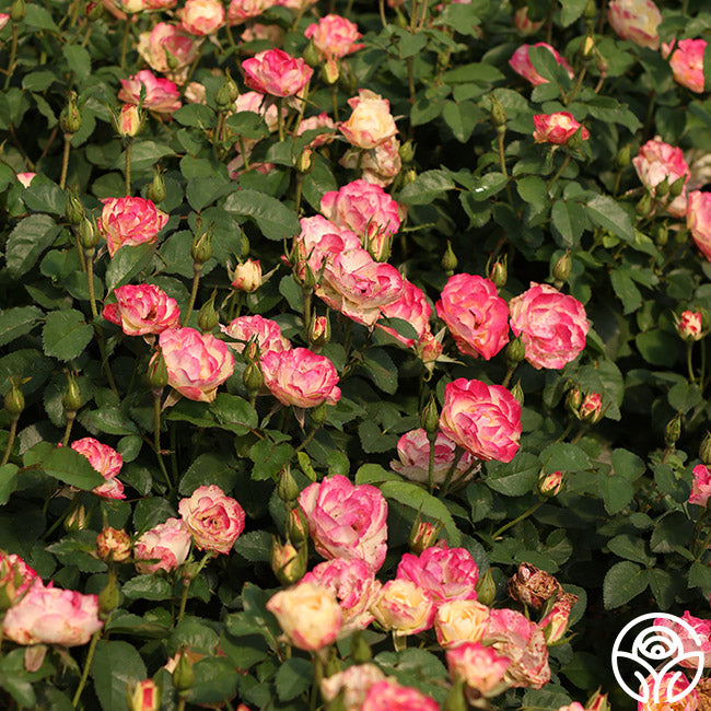 Enchanted Meadow™ – Heirloom Roses