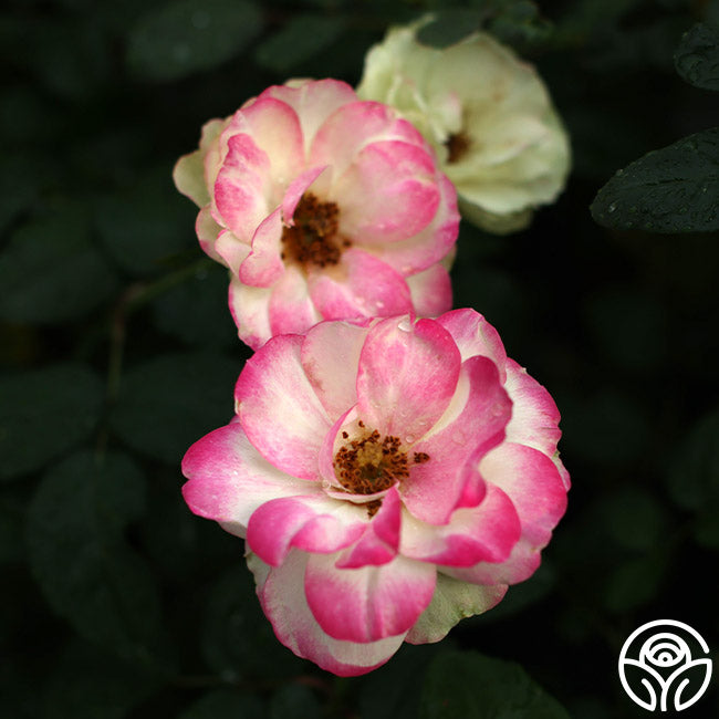 Enchanted Meadow™ – Heirloom Roses