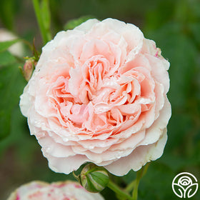 English Sachet Rose - Hybrid Tea - Very Fragrant – Heirloom Roses