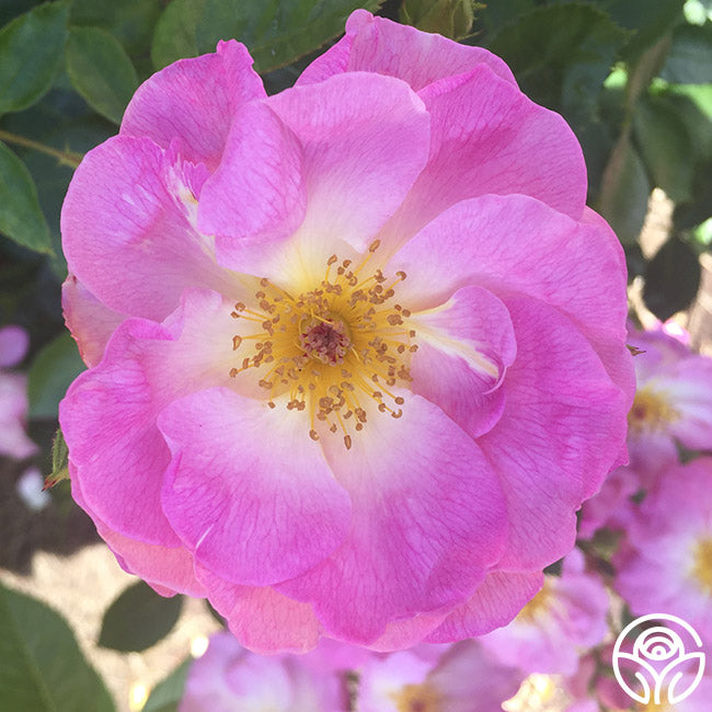 Escapade – Heirloom