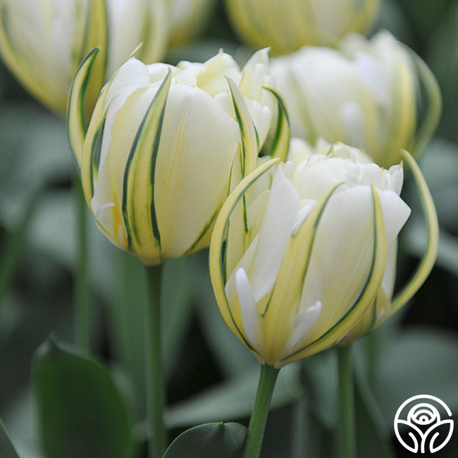 Exotic Emperor | Plant Tulip Bulbs – Heirloom