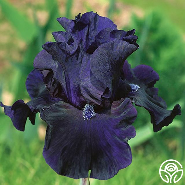 Obsidian – Heirloom Roses