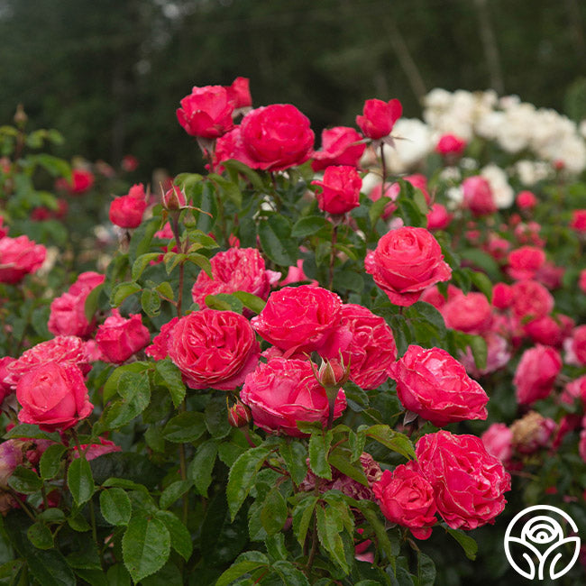 FIJI Rose - Hybrid Tea - Lightly Fragrant – Heirloom Roses
