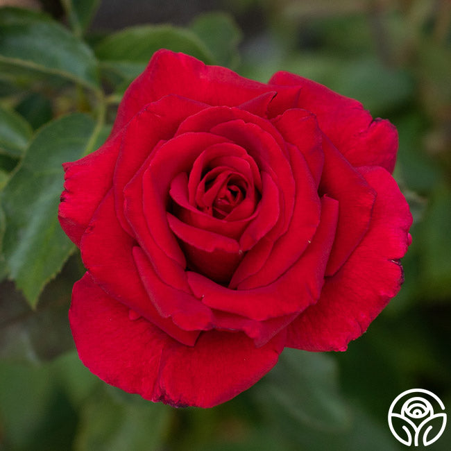 Firefighter Hybrid Tea Rose | Thornless Rose Plant – Heirloom