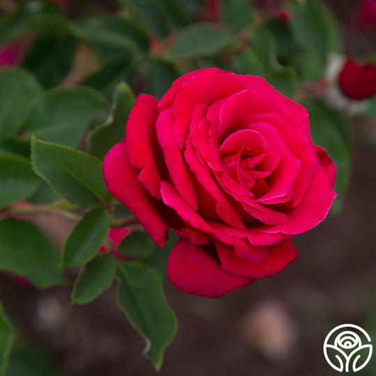 Firefighter Rose - Hybrid Tea - Exceptionally Fragrant – Heirloom Roses