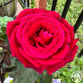 Firefighter Rose - Hybrid Tea - Exceptionally Fragrant – Heirloom Roses