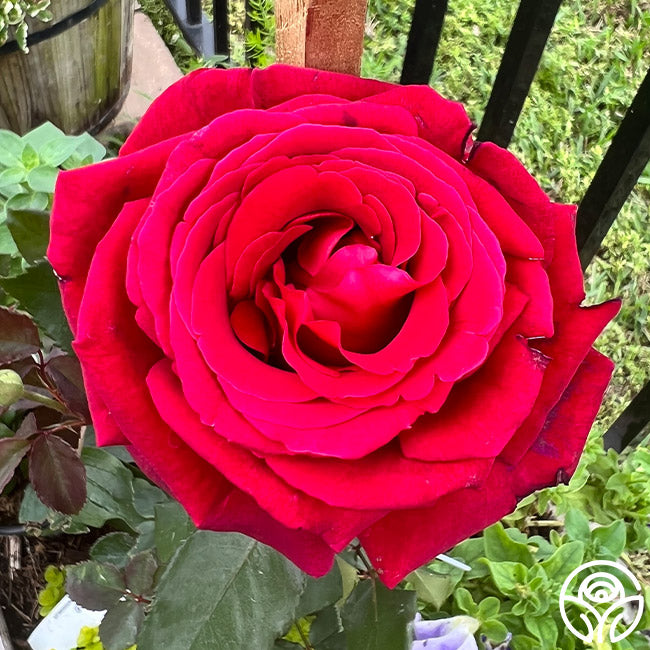 Firefighter Hybrid Tea Rose | Thornless Rose Plant – Heirloom