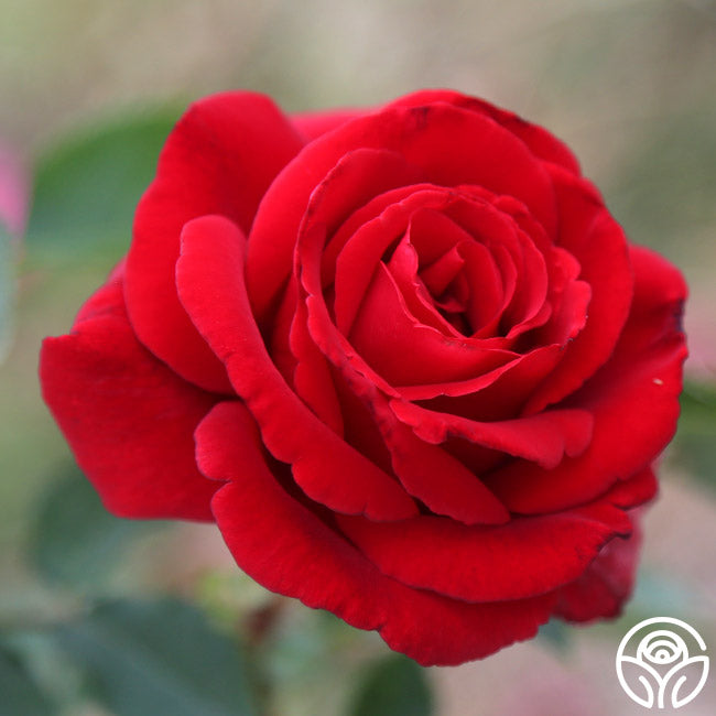 Firefighter Hybrid Tea Rose | Thornless Rose Plant – Heirloom