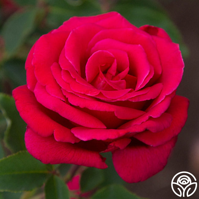 Firefighter Hybrid Tea Rose | Thornless Rose Plant – Heirloom