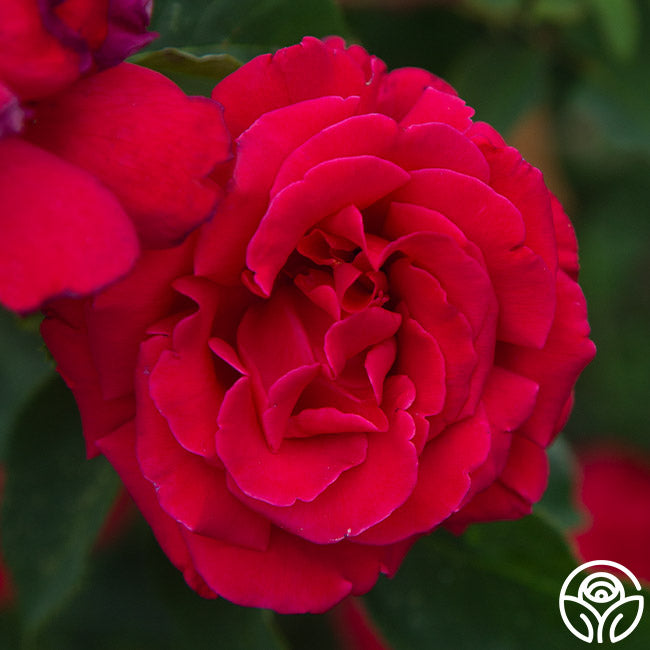 Firefighter Hybrid Tea Rose | Thornless Rose Plant – Heirloom