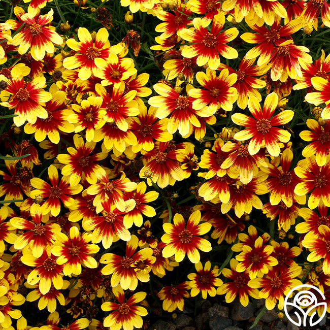 Firefly – Heirloom Roses