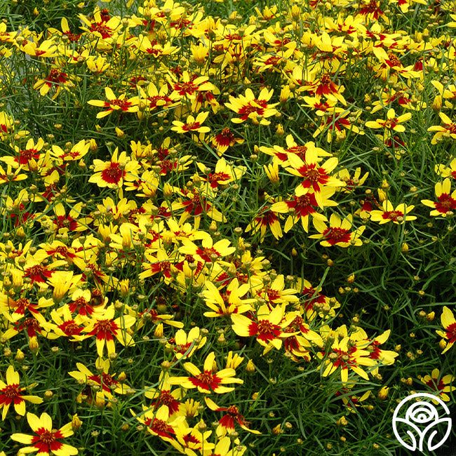 Firefly – Heirloom Roses