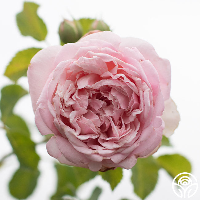 Fragrant Masterpiece Rose - Shrub - Exceptionally Fragrant – Heirloom Roses