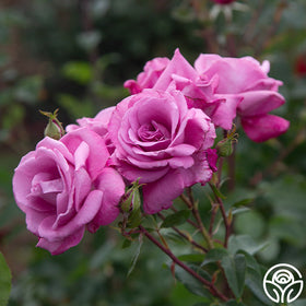 Fragrant Plum Rose - Grandiflora - Very Fragrant – Heirloom Roses