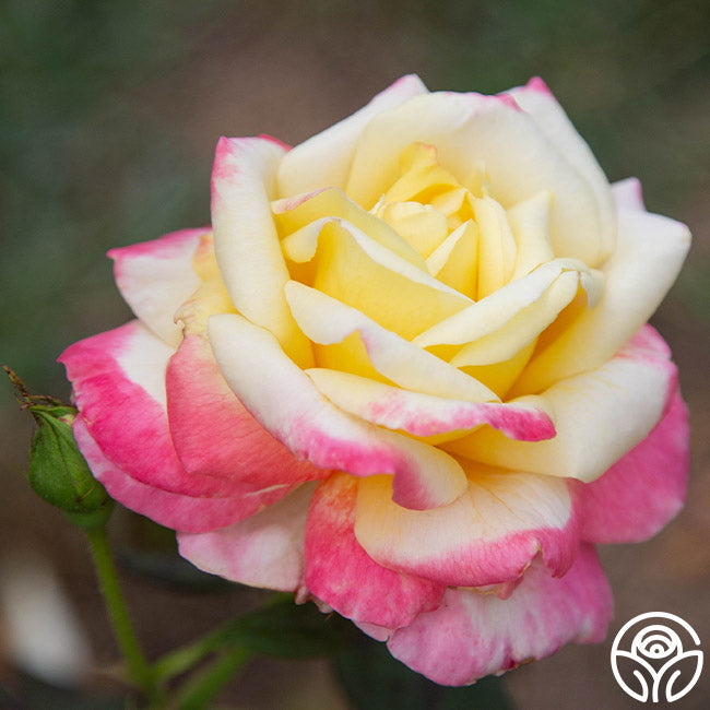 French Perfume Hybrid Tea Rose | Fragrant Rose Bush – Heirloom Roses