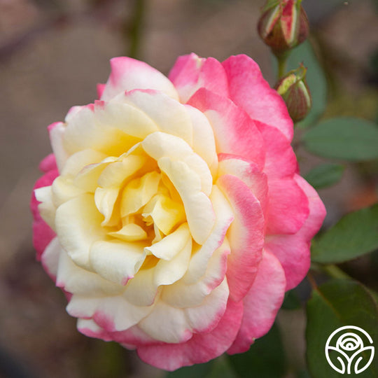 French Perfume Rose - Hybrid Tea - Very Fragrant – Heirloom Roses