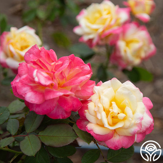 French Perfume Rose - Hybrid Tea - Very Fragrant – Heirloom Roses