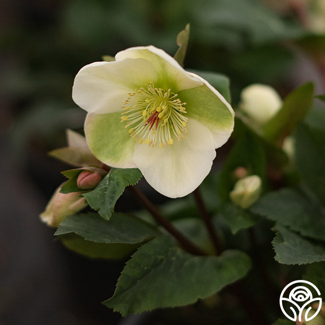 Frostkiss® Molly's White – Heirloom Roses