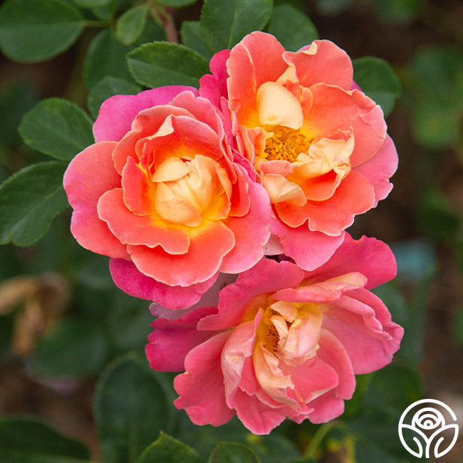 Fruity Petals Climbing Rose | Colorful Rose Plant – Heirloom Roses