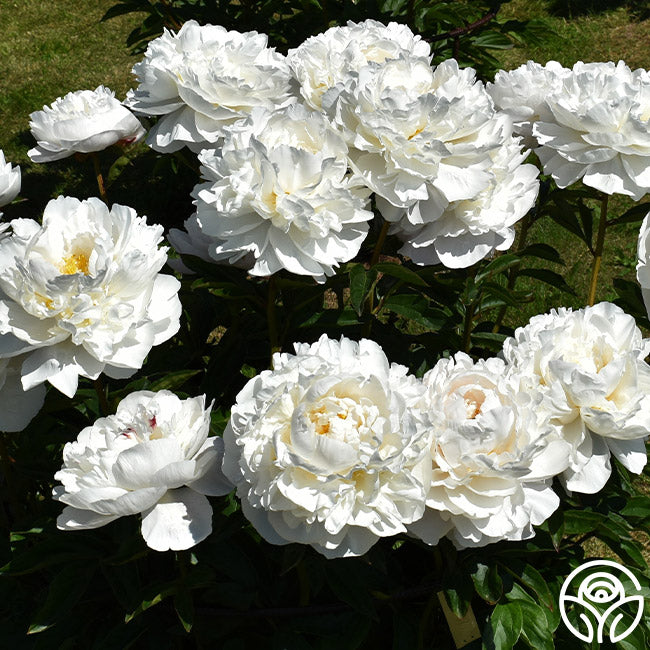 Gardenia | Peony – Heirloom Roses