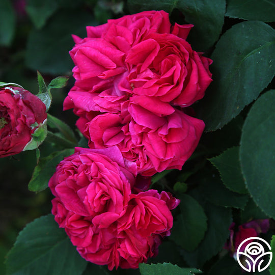 Général Washington Rose Bush – Heirloom Roses