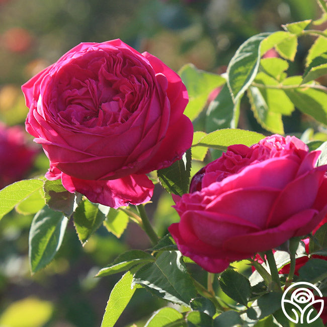 Général Washington Rose Bush – Heirloom Roses