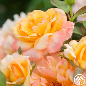 Glowing Peace Rose - Grandiflora - Moderately Fragrant – Heirloom Roses