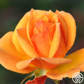 Good As Gold Rose - Hybrid Tea - Moderately Fragrant – Heirloom Roses