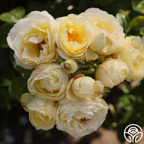 Good Ol' Summertime Rose - Shrub - Moderately Fragrant – Heirloom Roses