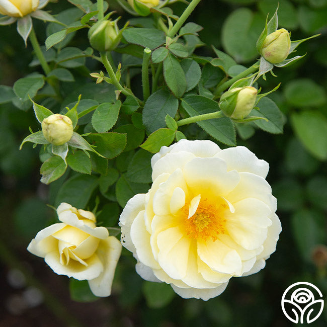Good Ol' Summertime Rose - Shrub - Moderately Fragrant – Heirloom Roses
