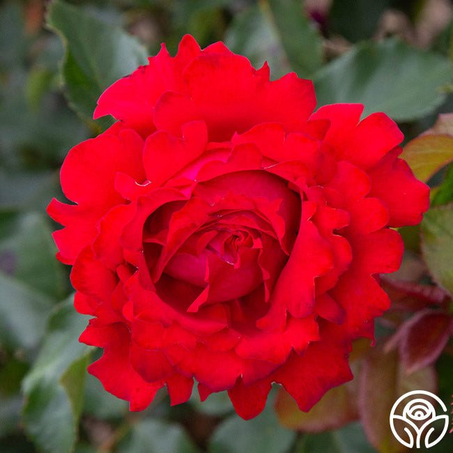 Eleganza Heart Song Hybrid Tea Rose | Red Rose Plant – Heirloom Roses