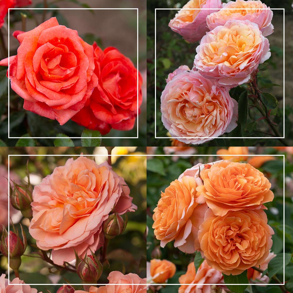 50th Anniversary Clements Collection – Heirloom Roses