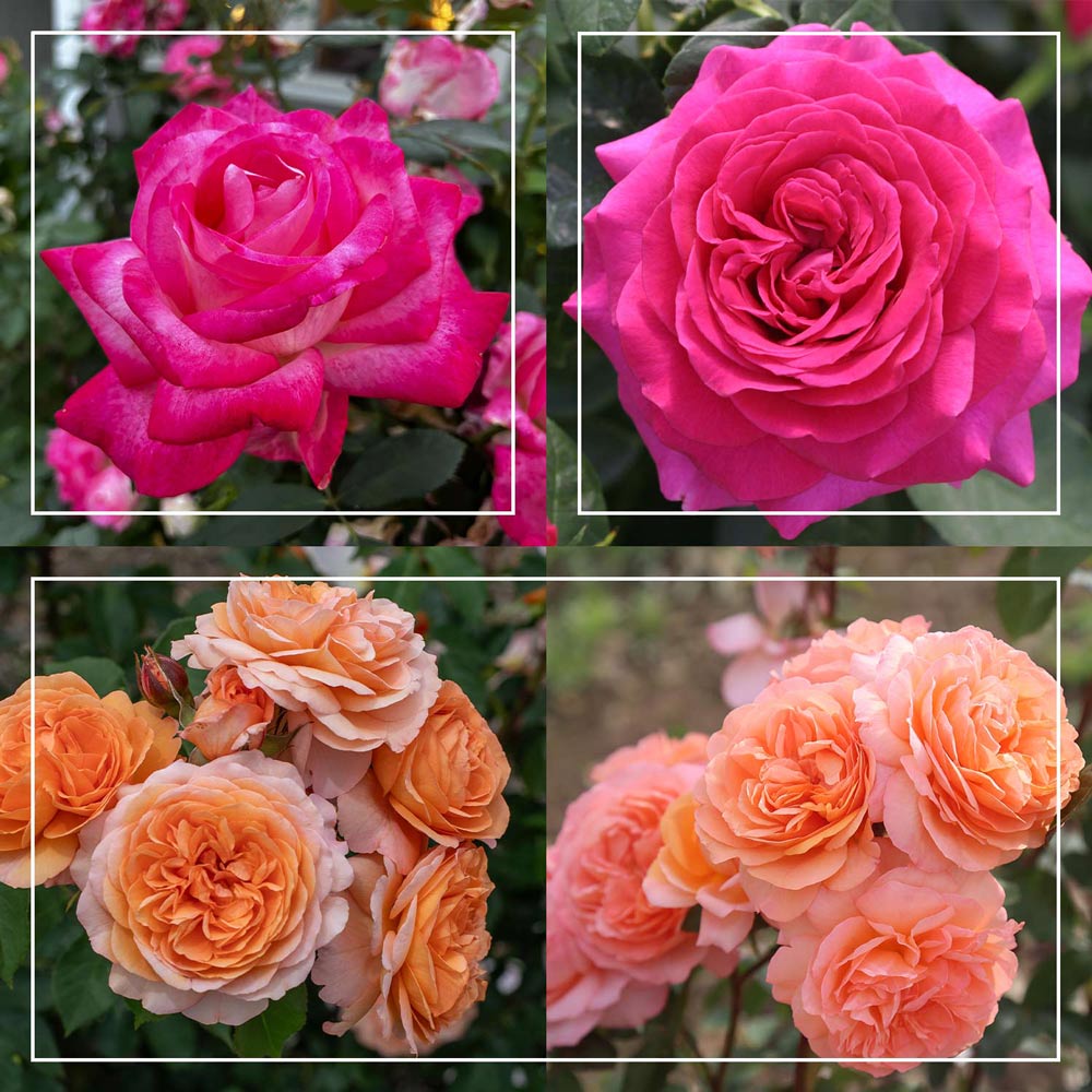 50th Anniversary Founders Collection – Heirloom Roses
