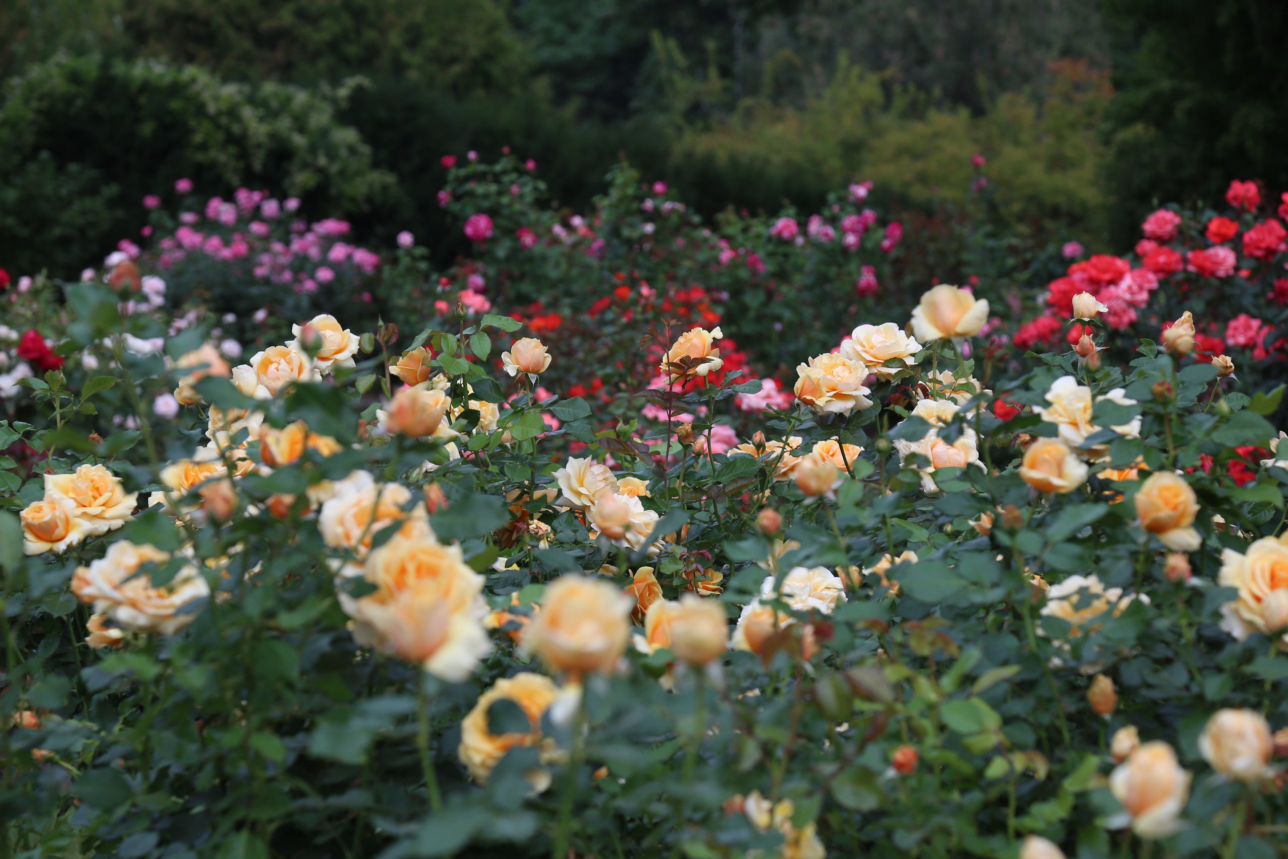 Rose Bushes, Rose Plants, Perennials, & Spring Bulbs – Heirloom