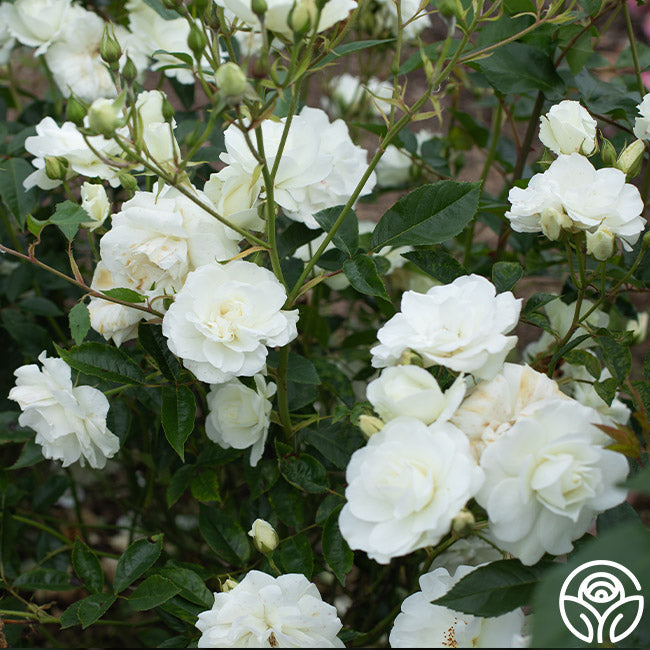 Iceberg Rose - Shrub - Lightly Fragrant – Heirloom Roses