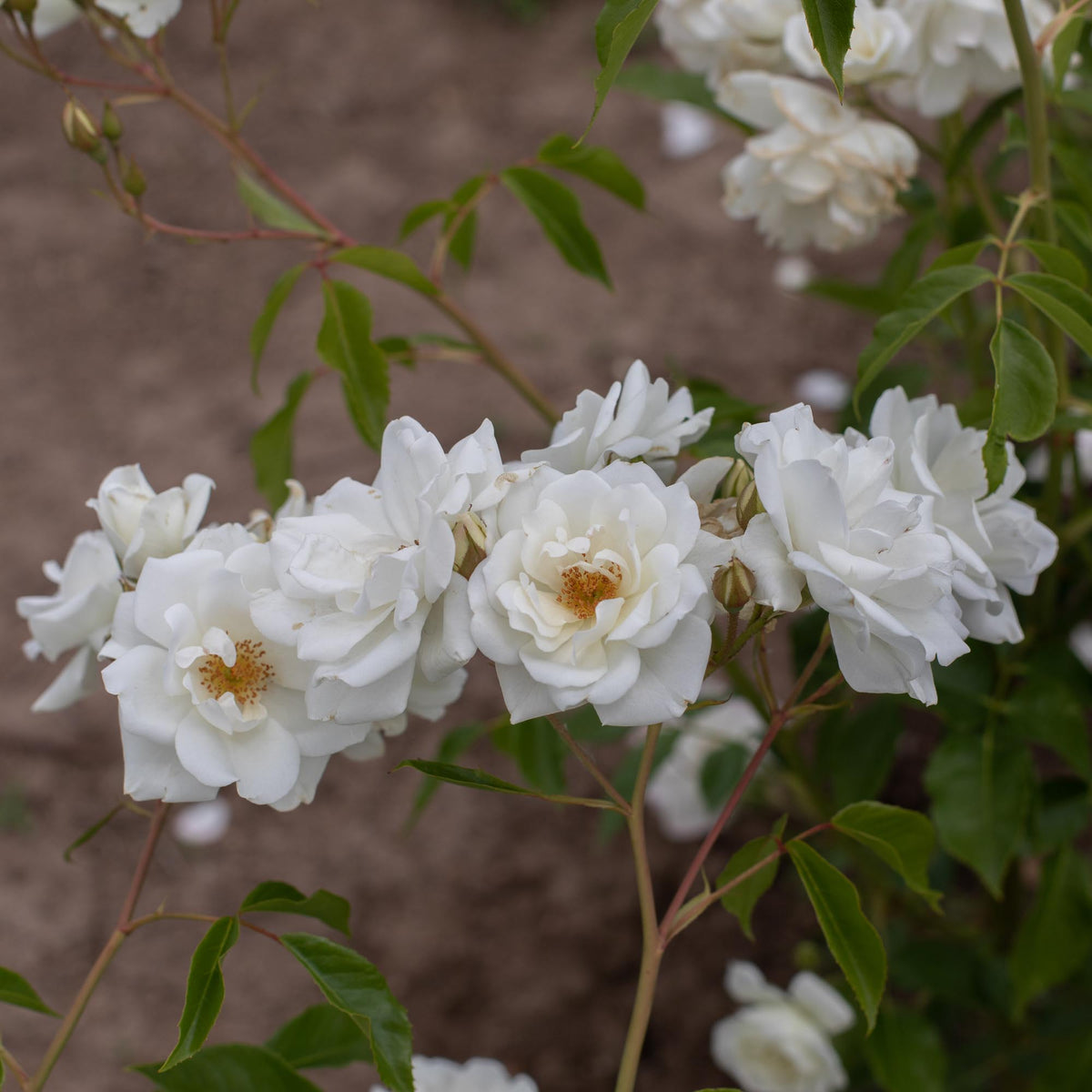 Iceberg Shrub Rose | White Rose Bush – Heirloom