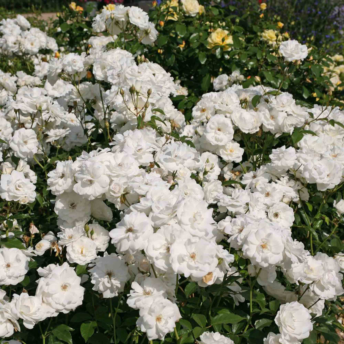 Iceberg Shrub Rose | White Rose Bush – Heirloom