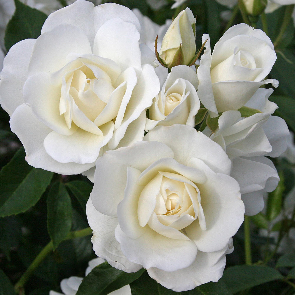 Iceberg Shrub Rose | White Rose Bush – Heirloom