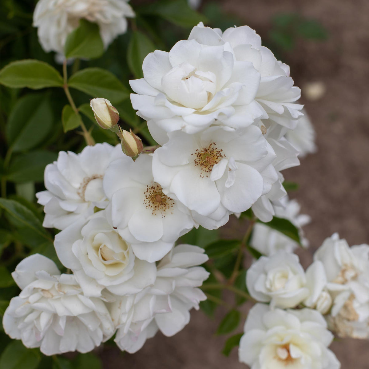 Iceberg Shrub Rose | White Rose Bush – Heirloom