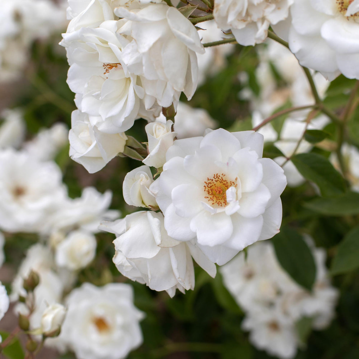 Iceberg Shrub Rose | White Rose Bush – Heirloom