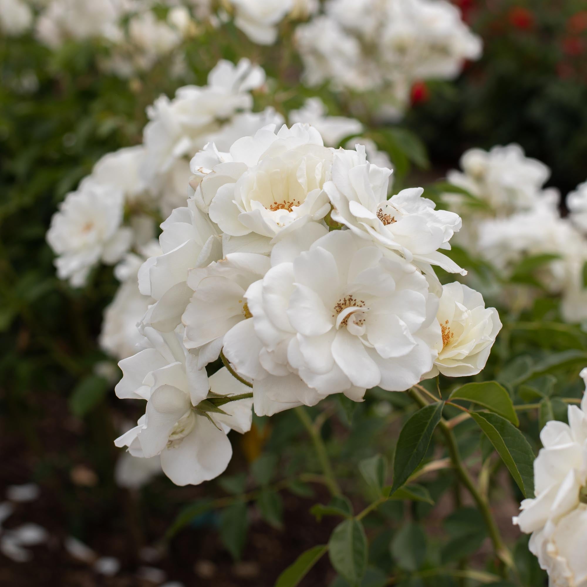 Iceberg Shrub Rose | White Rose Bush – Heirloom