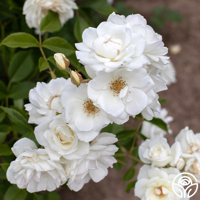 Shade-Tolerant Roses – Heirloom Roses