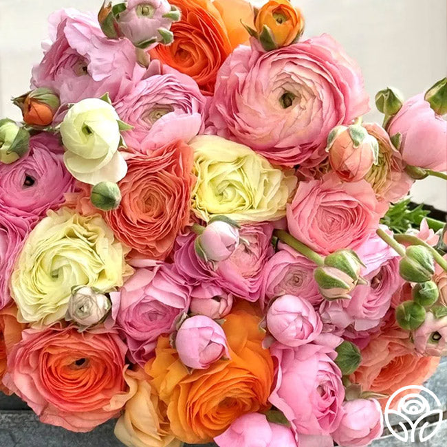 Elegance Pastello La Dolce Vita Mix | Ranunculus For Fall Planting ...